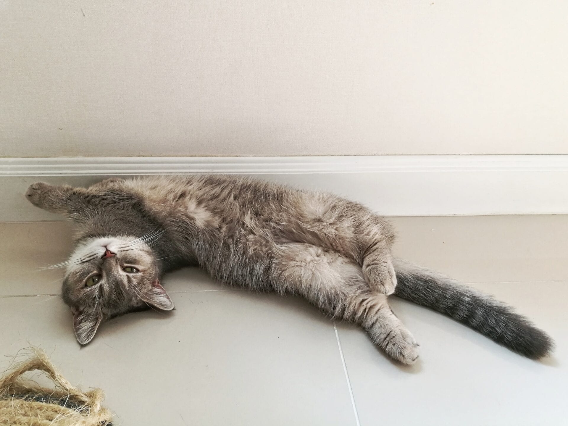Here's What The Phrase 'Cat-Like Reflexes' Really Means