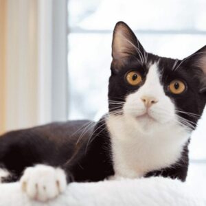Norwegian Forest Cat Named Annie Is A Purrfectly Precious Tuxedo Cat ...