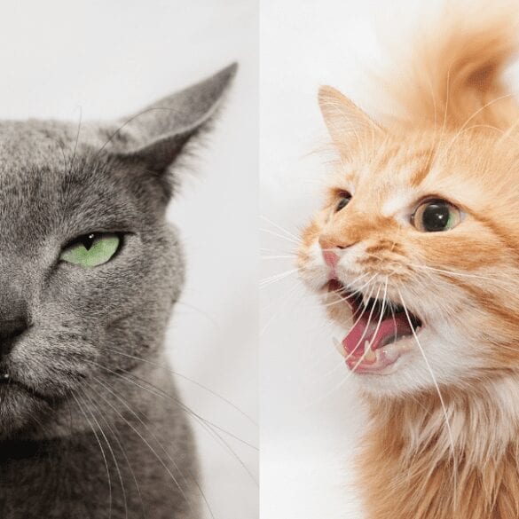 Meet Taylor Swift's Cats: Meredith Grey, Olivia Benson, & Benjamin Button