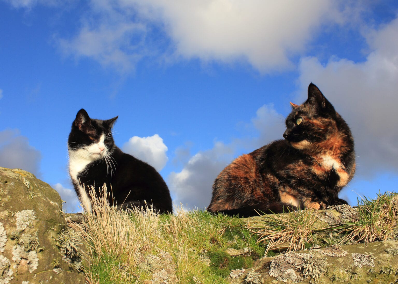 Why Do So Many Tuxedo Cats Have Ultimate Cattitude?