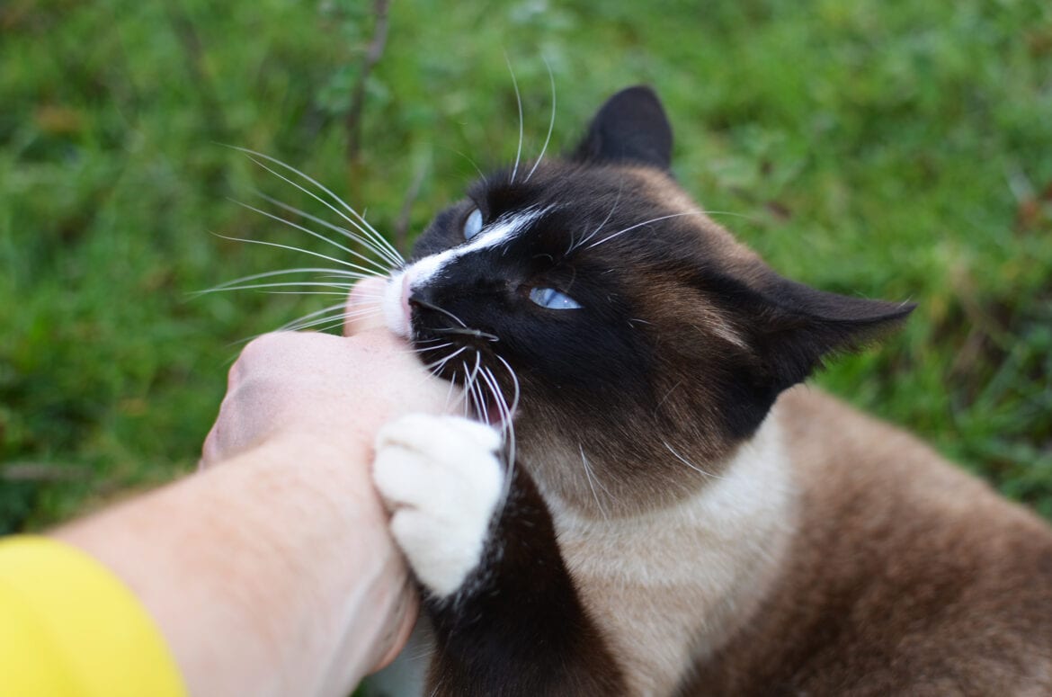 Why Does My Cat Bite Me To Get My Attention?