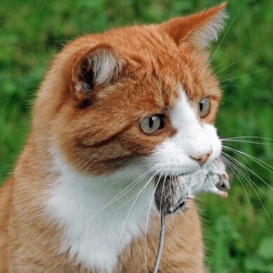 5 Things Everyone Should Know About Cat Body Language