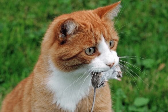 How Do Cats Choose Their Favorite People?