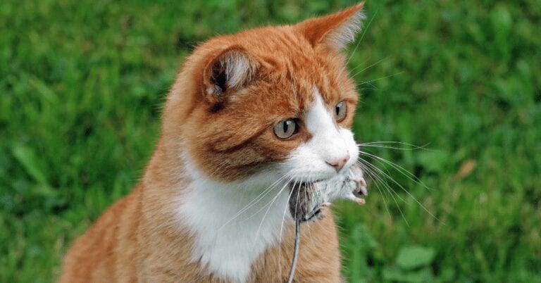 Why Don't House Cats Eat Their Prey?