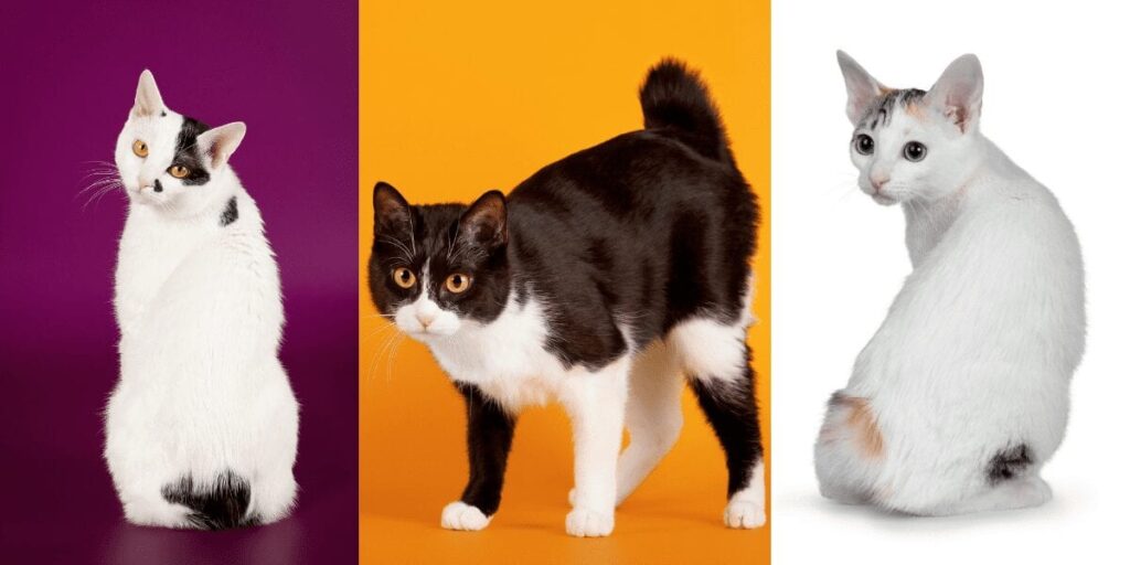 Feline 411: All About The Japanese Bobtail Cat
