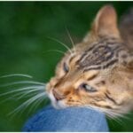 Helpful Tips For Choosing Your Cat's Name
