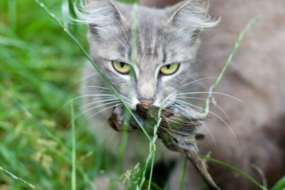 Why Don't House Cats Eat Their Prey?
