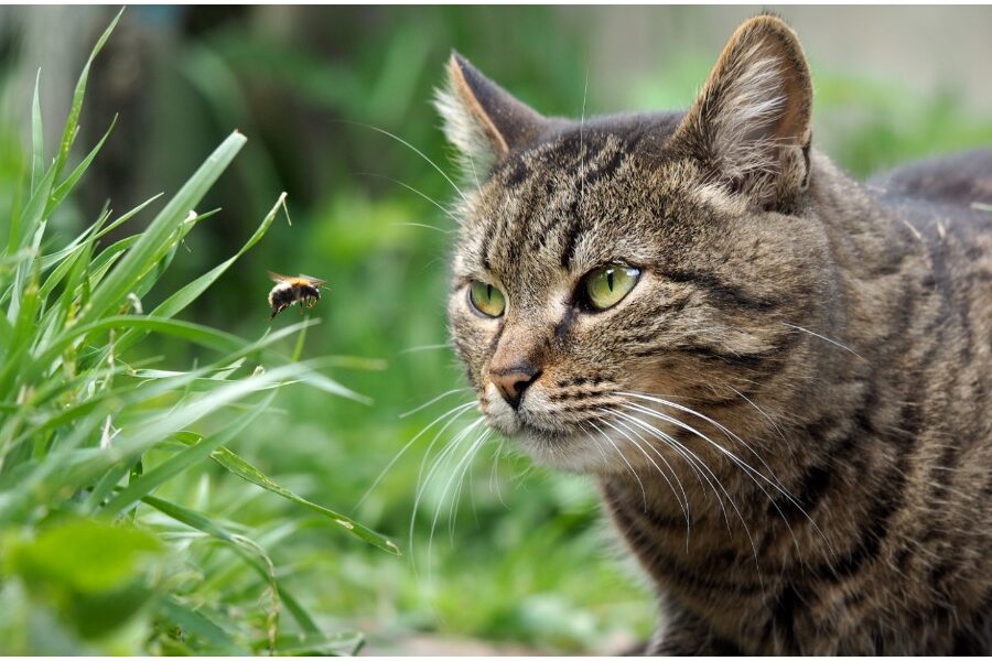Why Are Some Cats So Talkative?