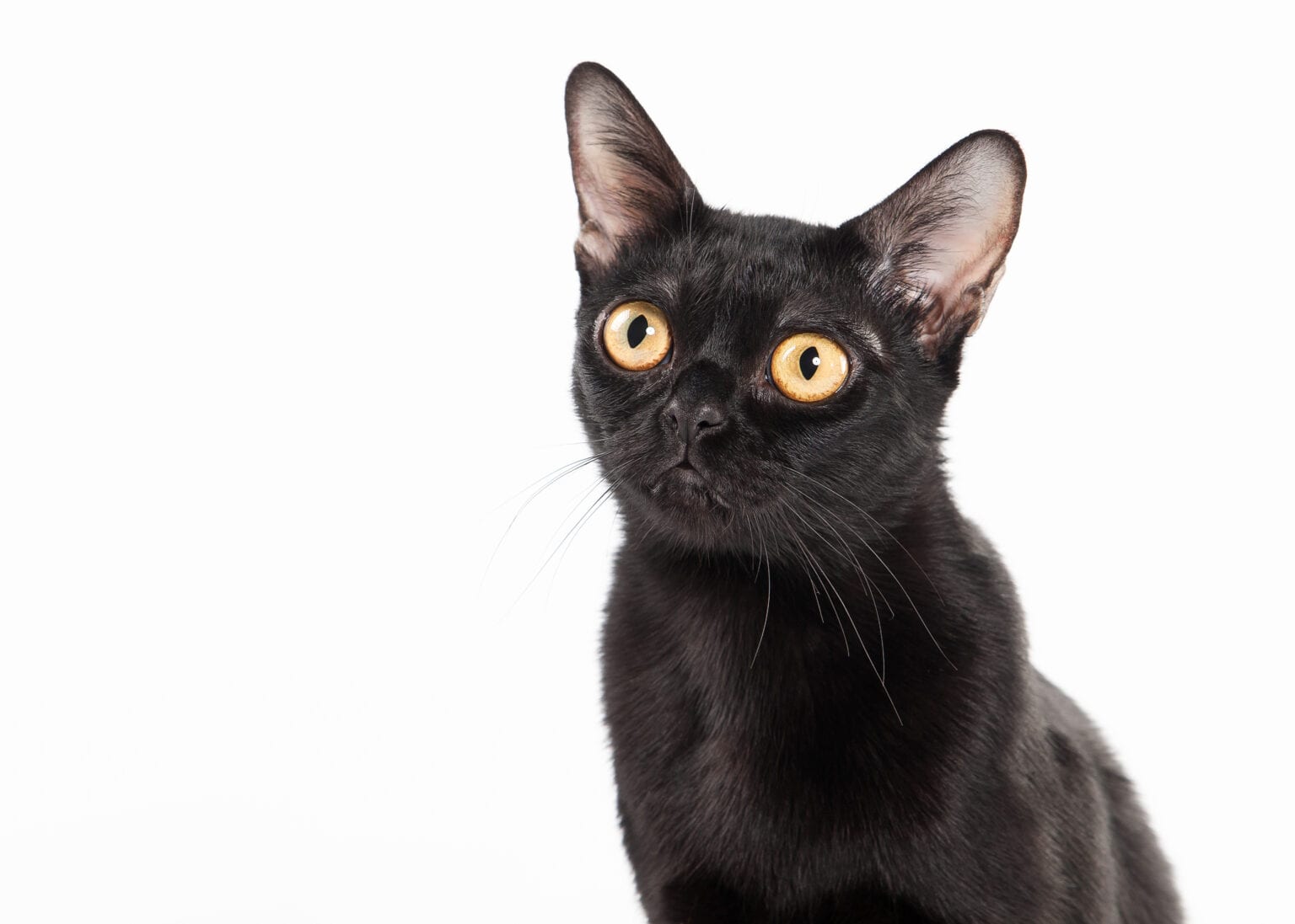 The Most Popular Cat Names Around The World The Most Popular Cat Names Around The World