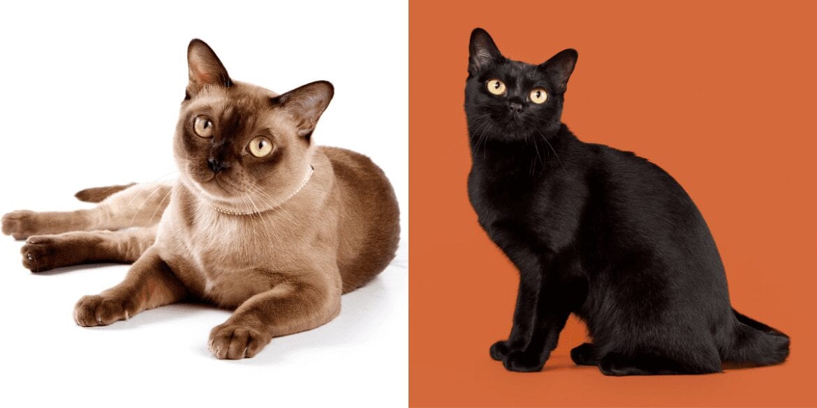 Feline 411: All About The Bombay Cat Breed