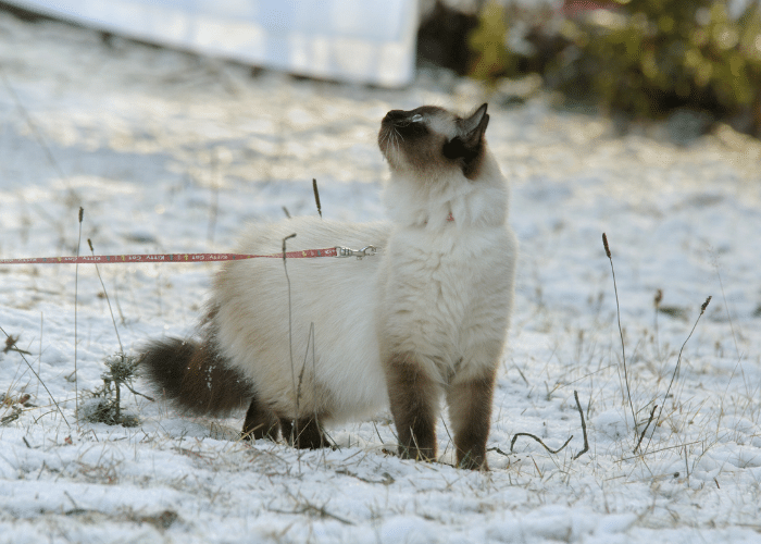 Cat Goes Limp On Leash Us Pets Love Cat Goes Limp On Leash Us Pets Love