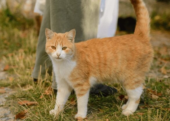 Why Does My Cat Always Try to Walk Between My Legs?