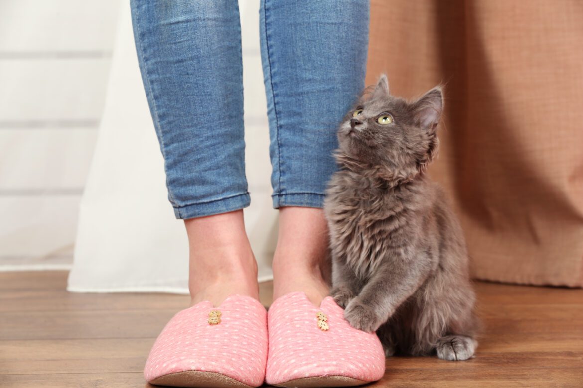 Why Does My Cat Always Try to Walk Between My Legs?