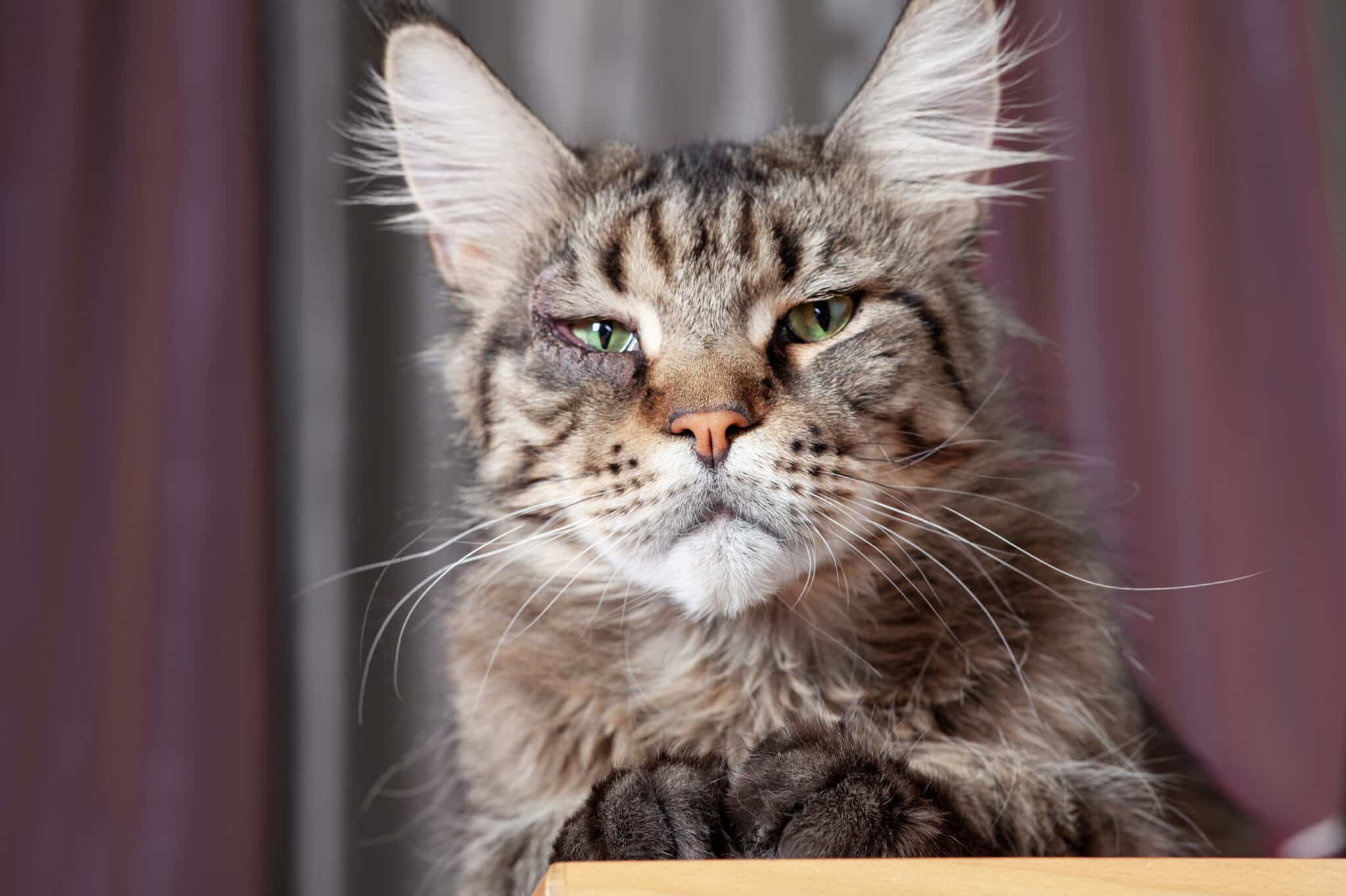 Common Eye Issues With Cats You Should Know