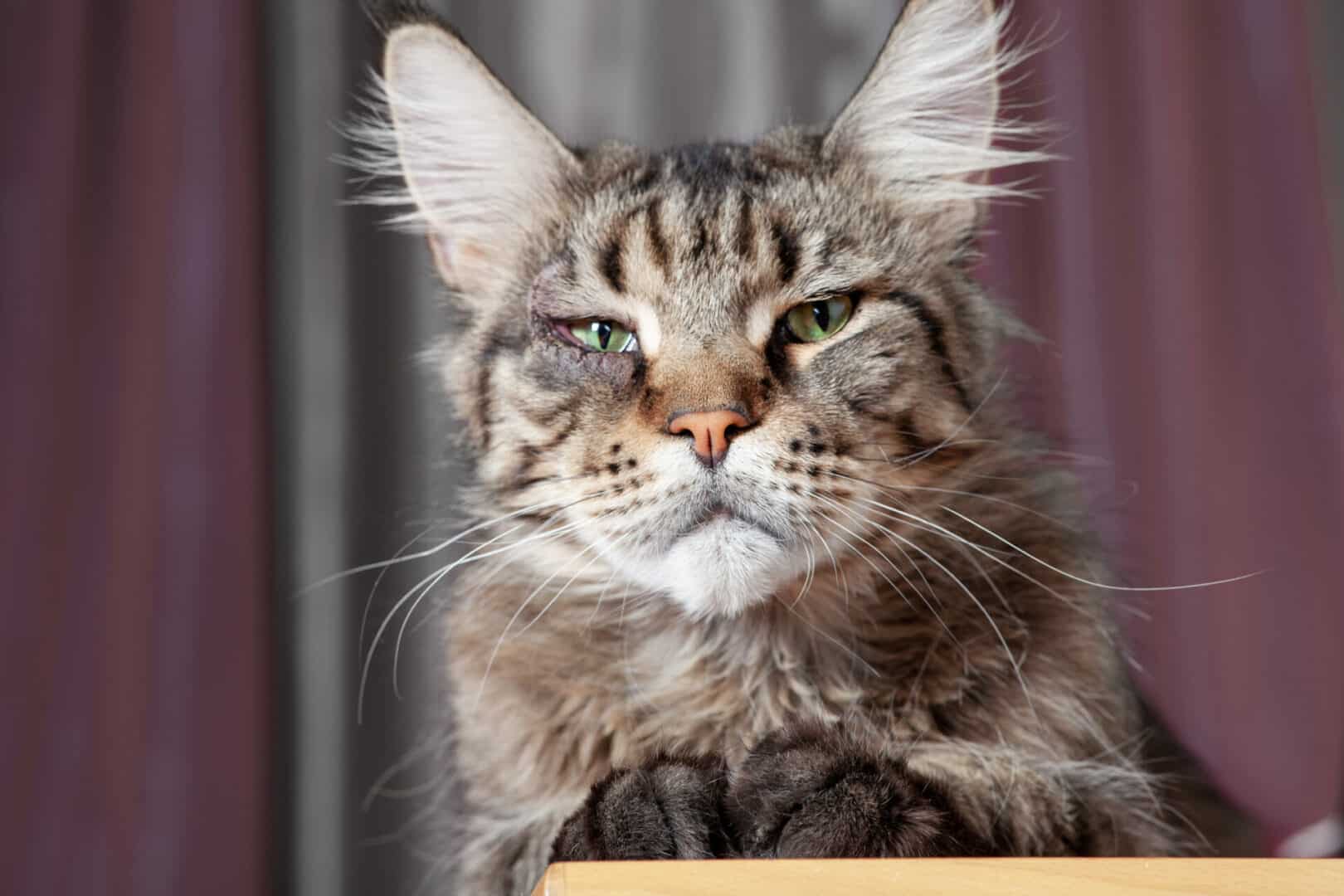 Common Eye Issues With Cats You Should Know