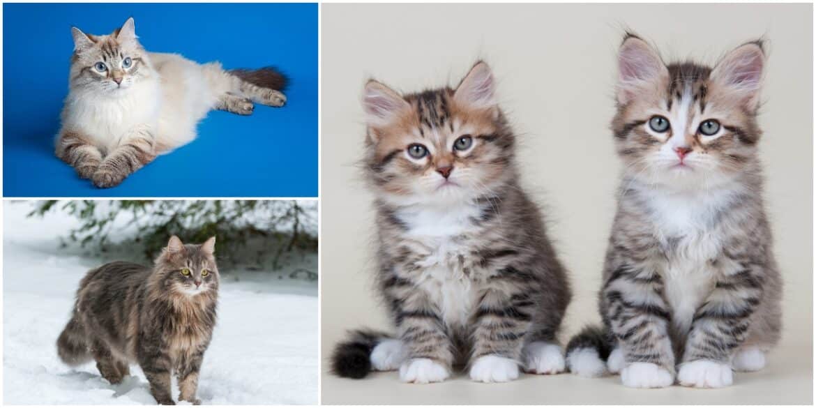 Feline 411: All About the Siberian Cat Breed