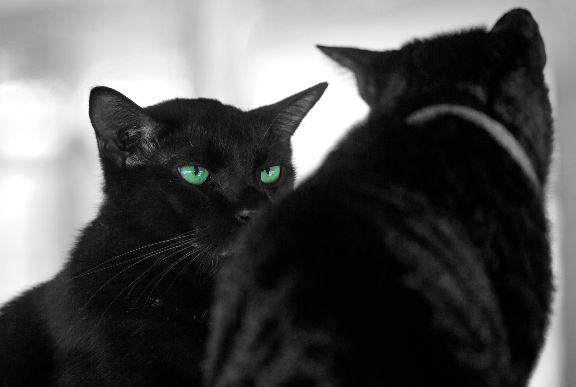 My Cat Is Possessive Of Me Is This Normal Pet News Live My Cat Is Possessive Of Me Is This Normal Pet News Live