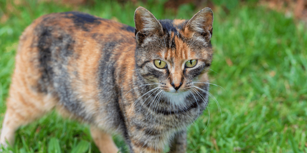 Are Cats Colorblind?