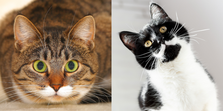 A Collection of Cats With Mustaches To Brighten Your Day