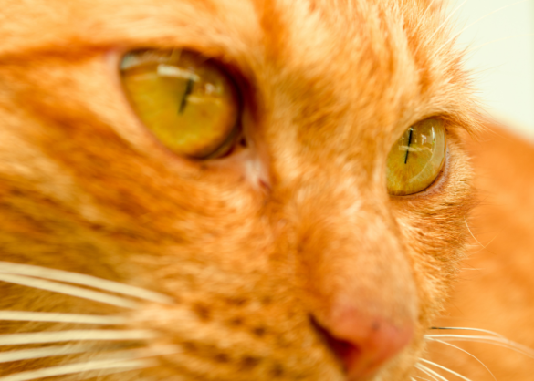 Are Cats Colorblind?