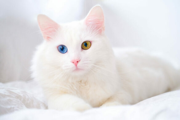 Feline 411: All About The Turkish Angora Cat Breed