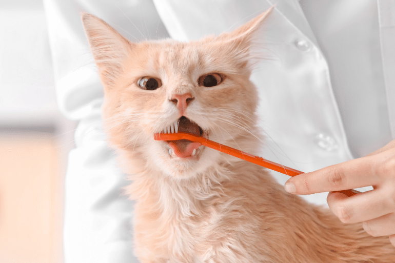 Sand Cat: Full Breed Guide | Blog - Cattitude