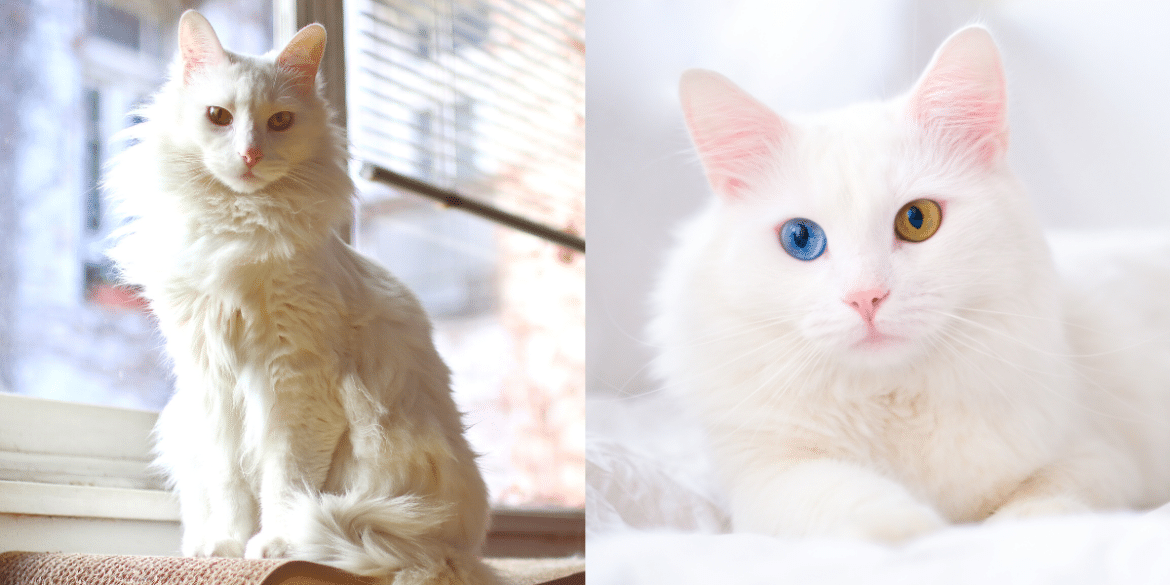 Feline 411: All About The Turkish Angora Cat Breed