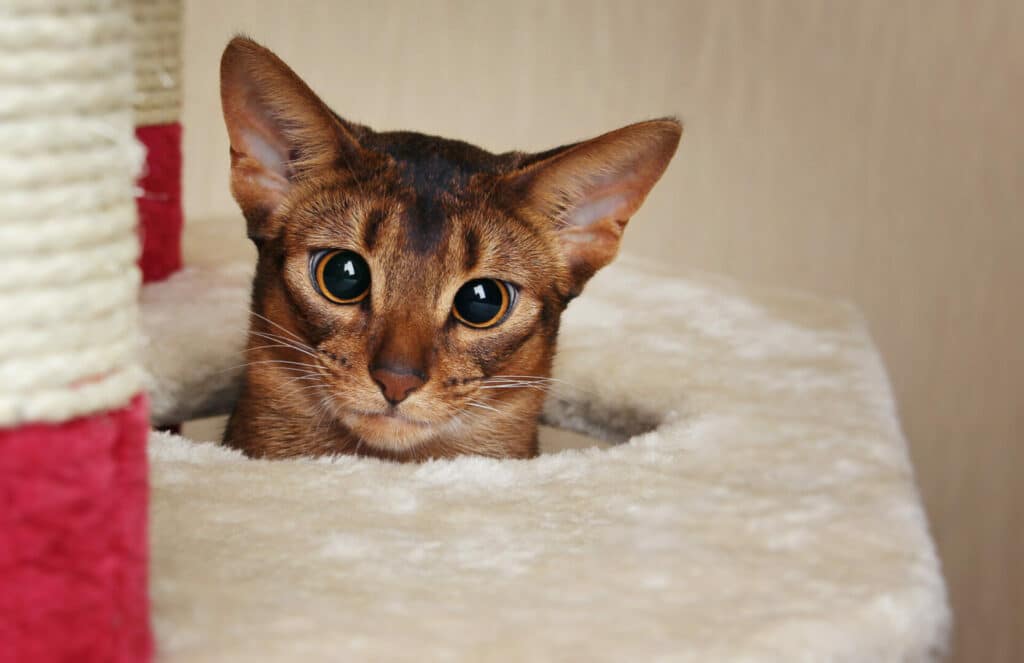 Five Reasons Why You Should Adopt Your Next Cat