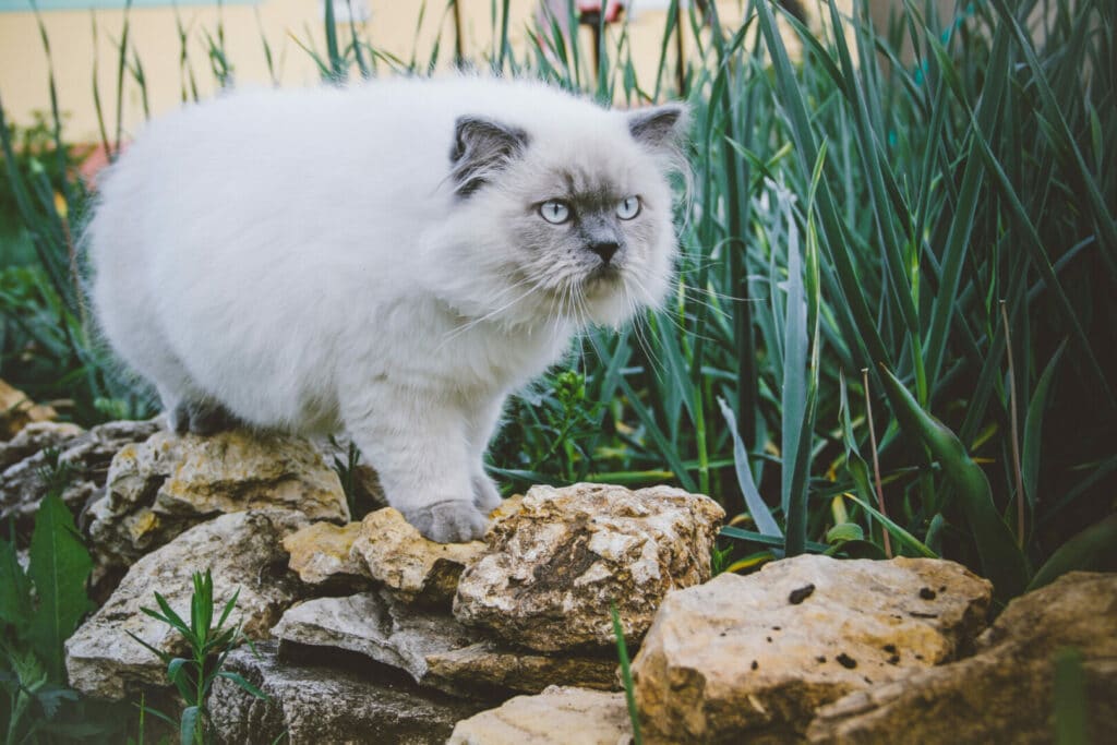 Feline 411: All About The Himalayan Cat Breed