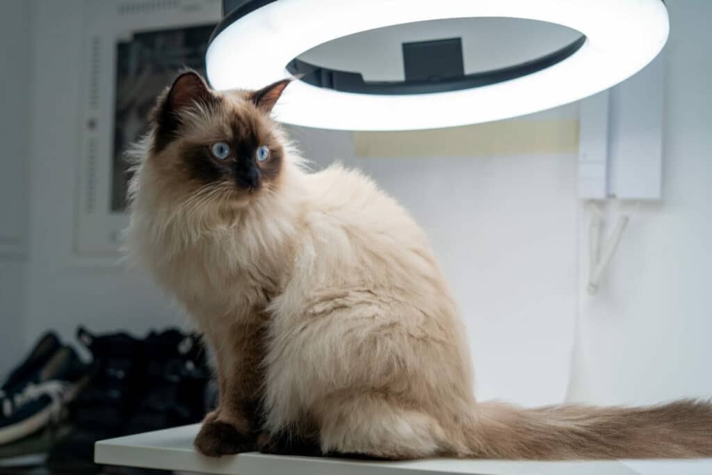 Feline 411: All About The Himalayan Cat Breed