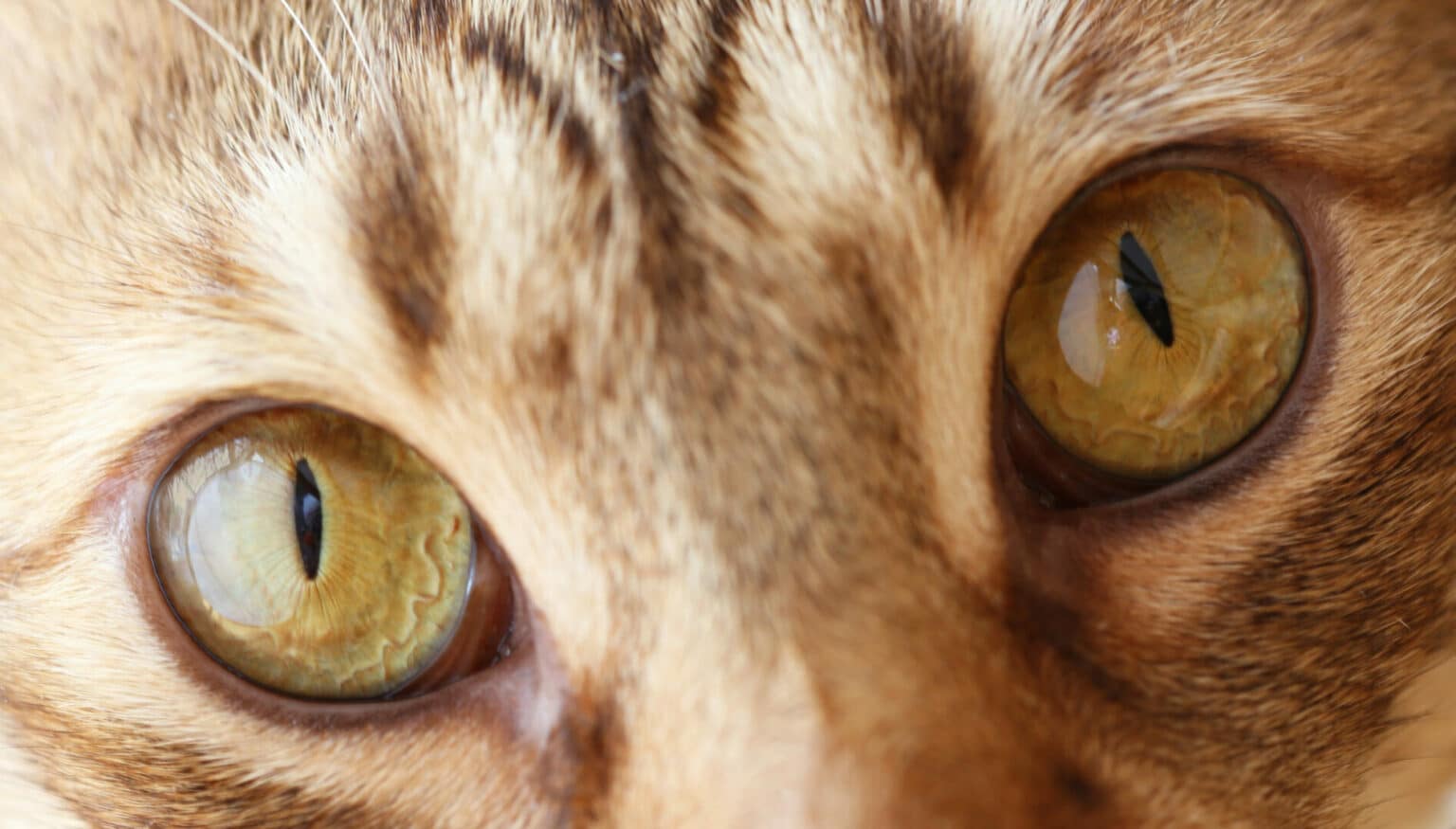 What Is The Rarest Eye Color In Cats?