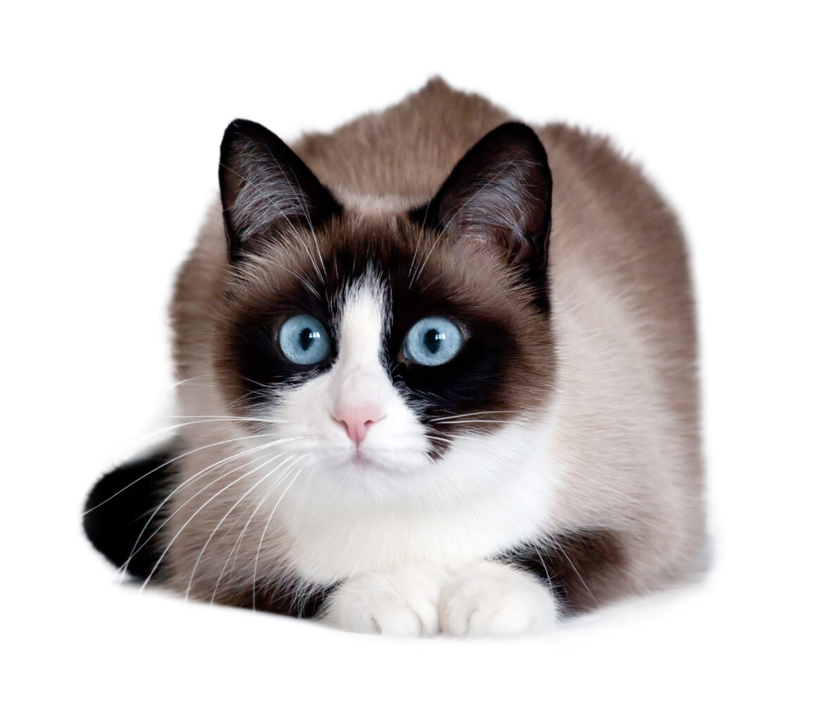 Feline 411: All About The Snowshoe Cat Breed