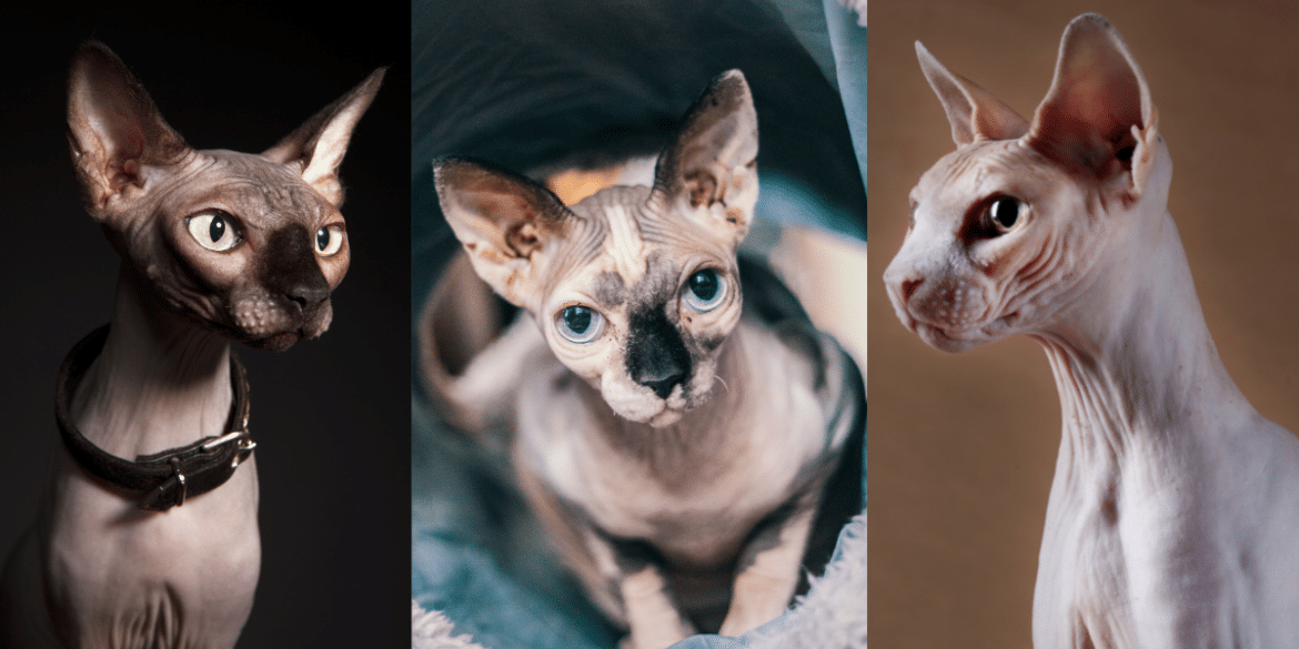 Feline 411: All About the Sphynx Cat Breed
