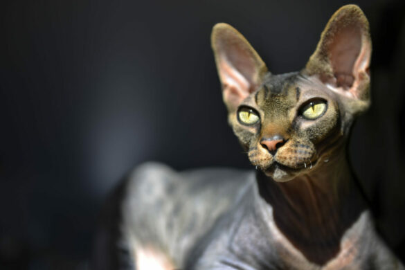Feline 411: All About the Sphynx Cat Breed
