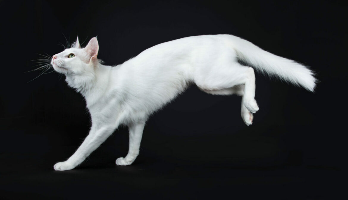 Feline 411: All About The Turkish Angora Cat Breed