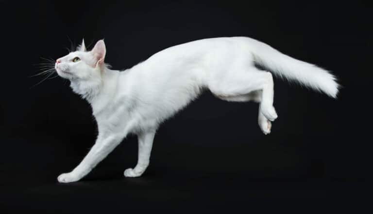 Feline 411: All About The Turkish Angora Cat Breed