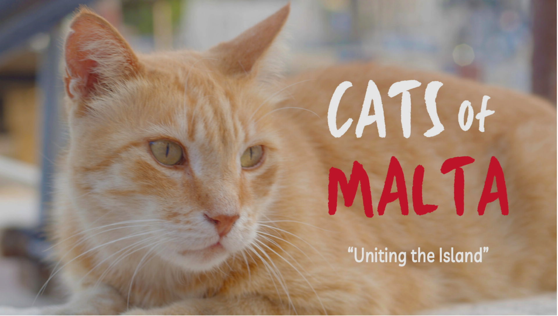 Cats Of Malta Documentary Is A Must-Watch For Cat Lovers