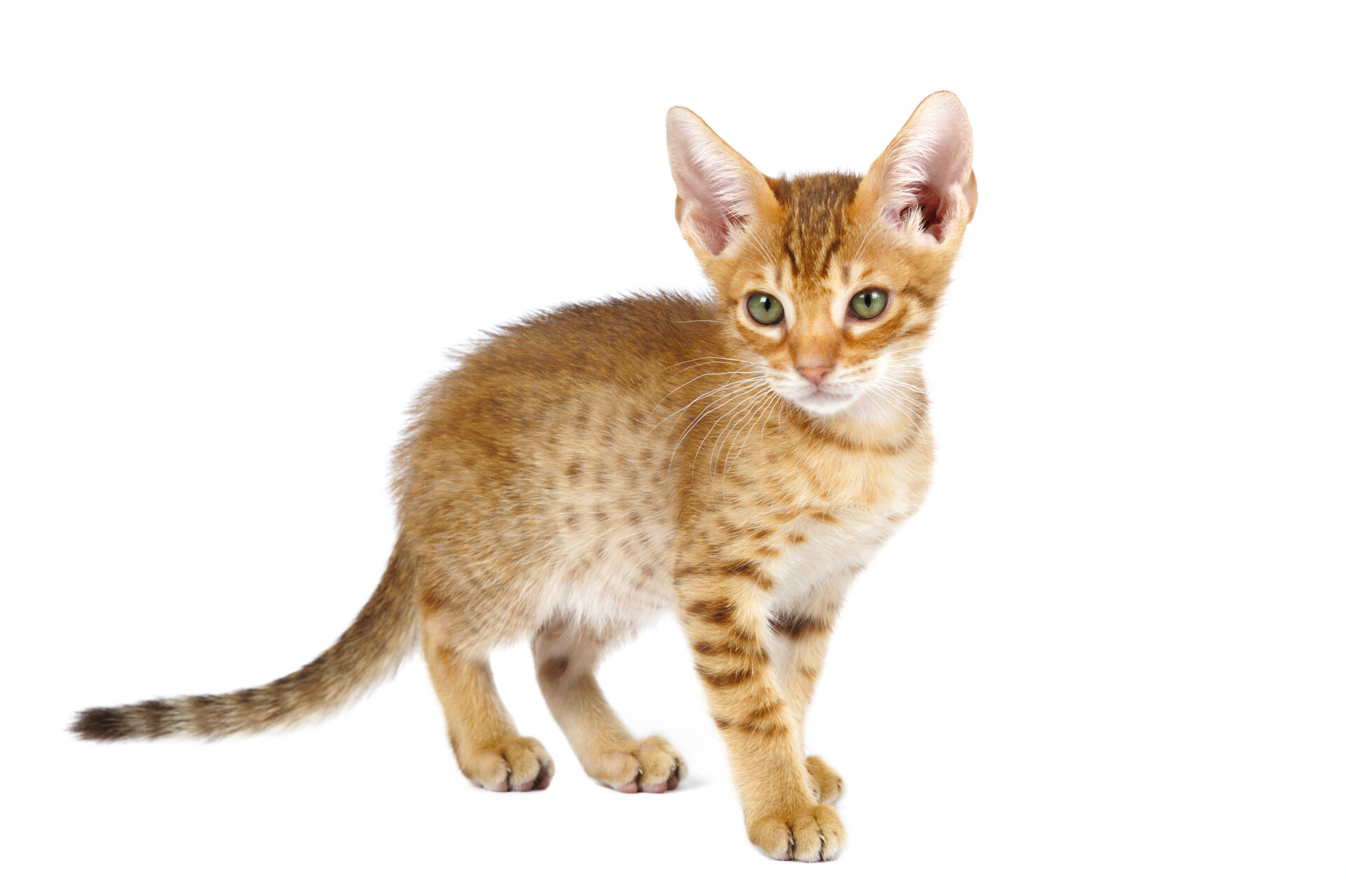 Tips For Introducing A New Kitten To A Resident Cat