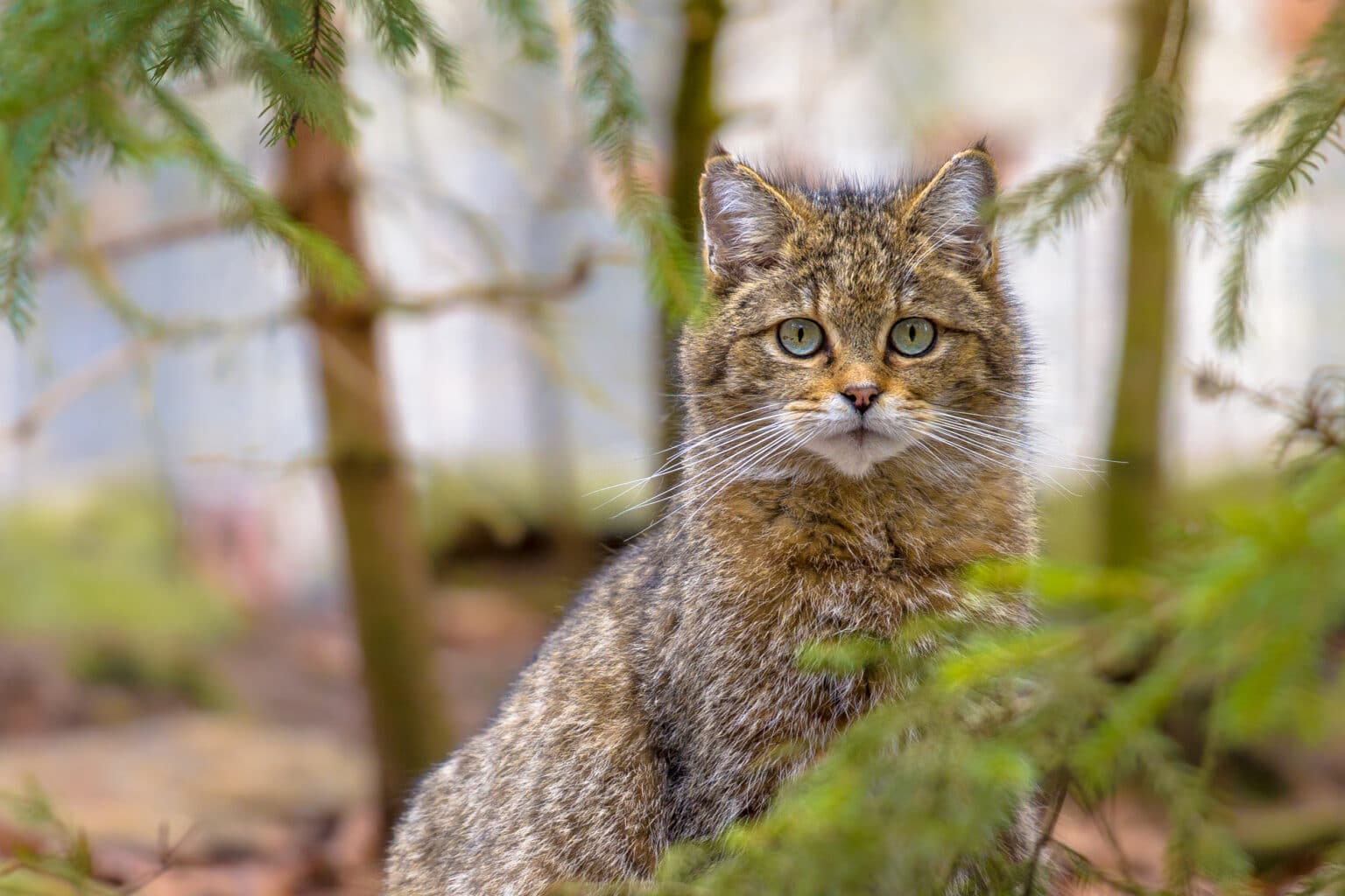 Big Cat 411: All About The Scottish Wildcat