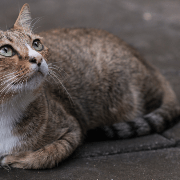 Meet Taylor Swift's Cats: Meredith Grey, Olivia Benson, & Benjamin Button
