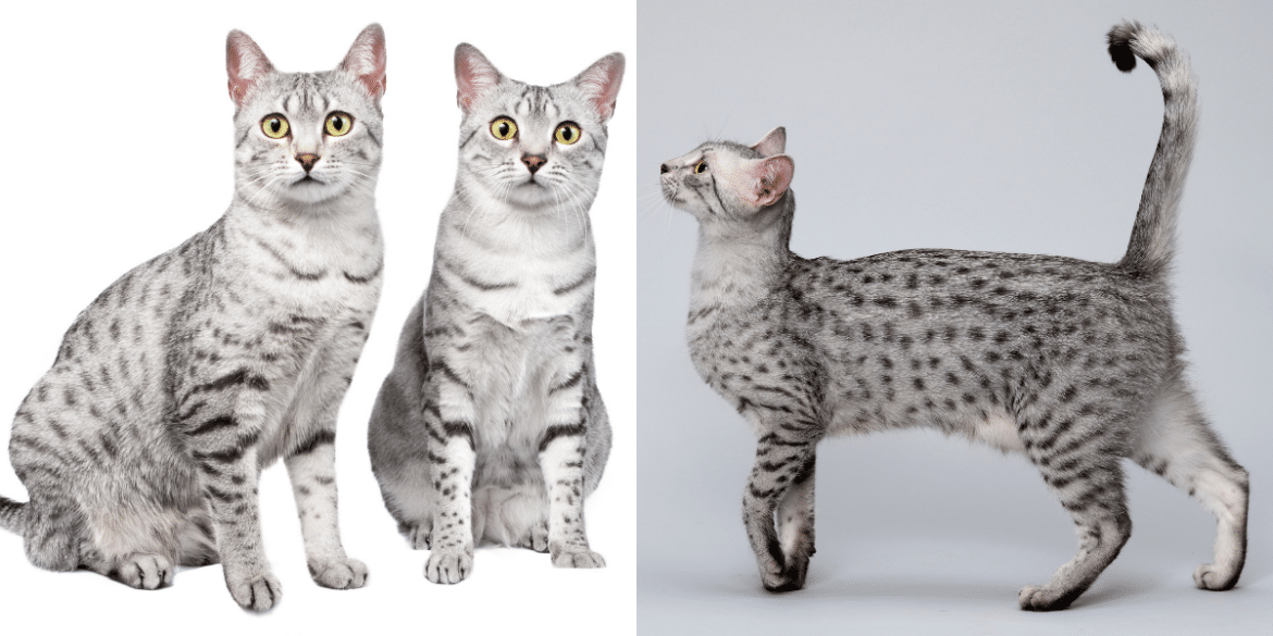 Feline 411: All About The Egyptian Mau Cat Breed
