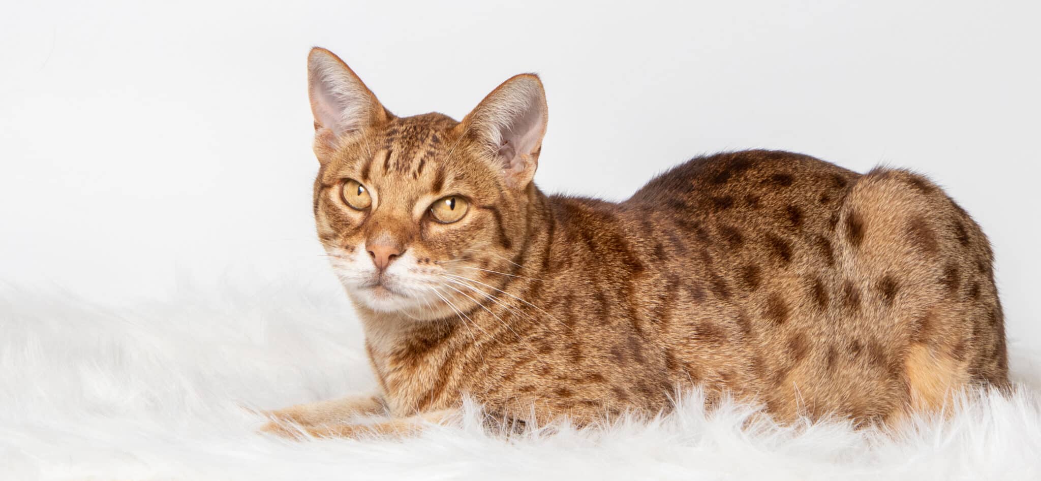 What Are The Different Types Of Tabby Cat Markings?