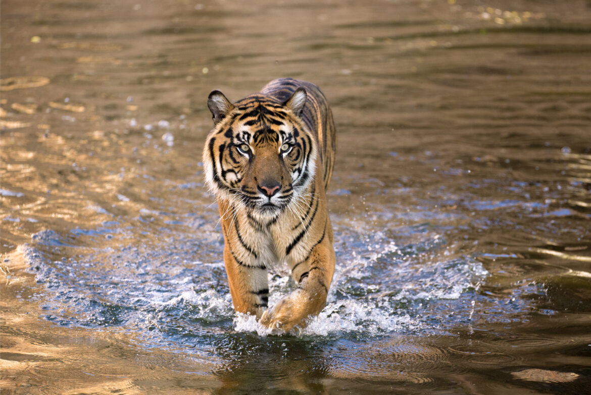 Big Cat 411: All About The Malayan Tiger