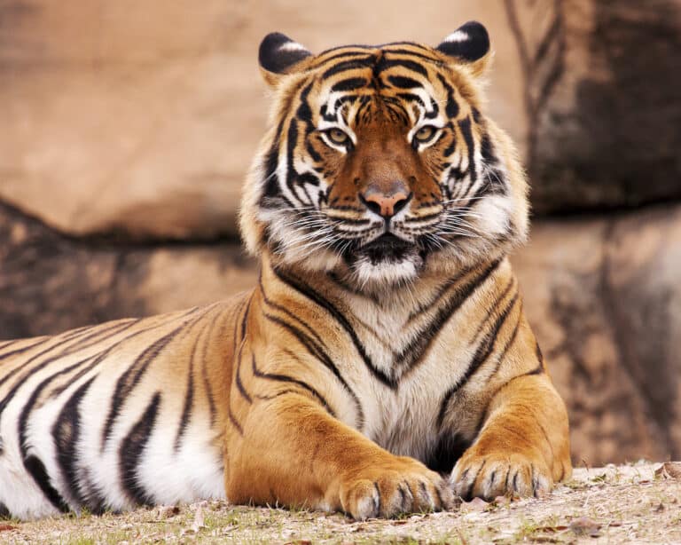 Big Cat 411: All About The Malayan Tiger