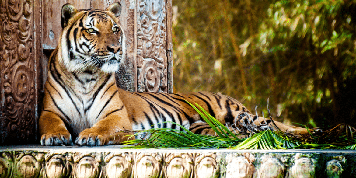 Interesting Facts About Malayan Tigers | Blog - Cattitude