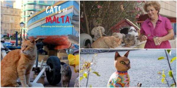 Cats Of Malta Documentary Is A Must-Watch For Cat Lovers
