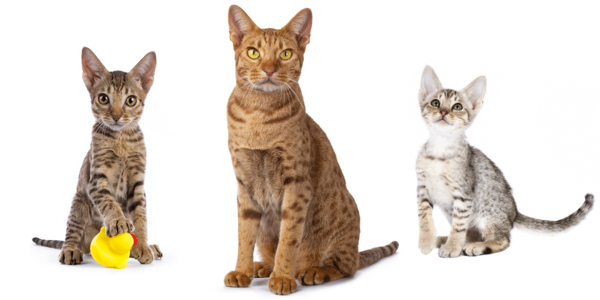 Ocicat Cat Breed Information | Blog - Cattitude