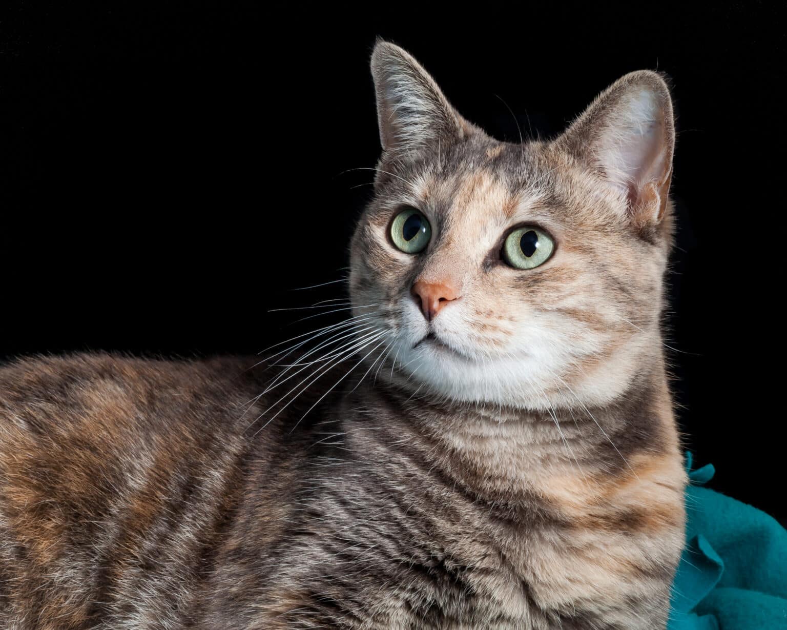 What Are The Different Types Of Tabby Cat Markings?