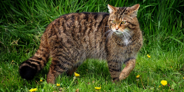 Scottish Wildcat: Everything to Know | Blog - Cattitude