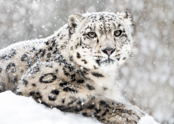 Big Cat 411: All About The Snow Leopard